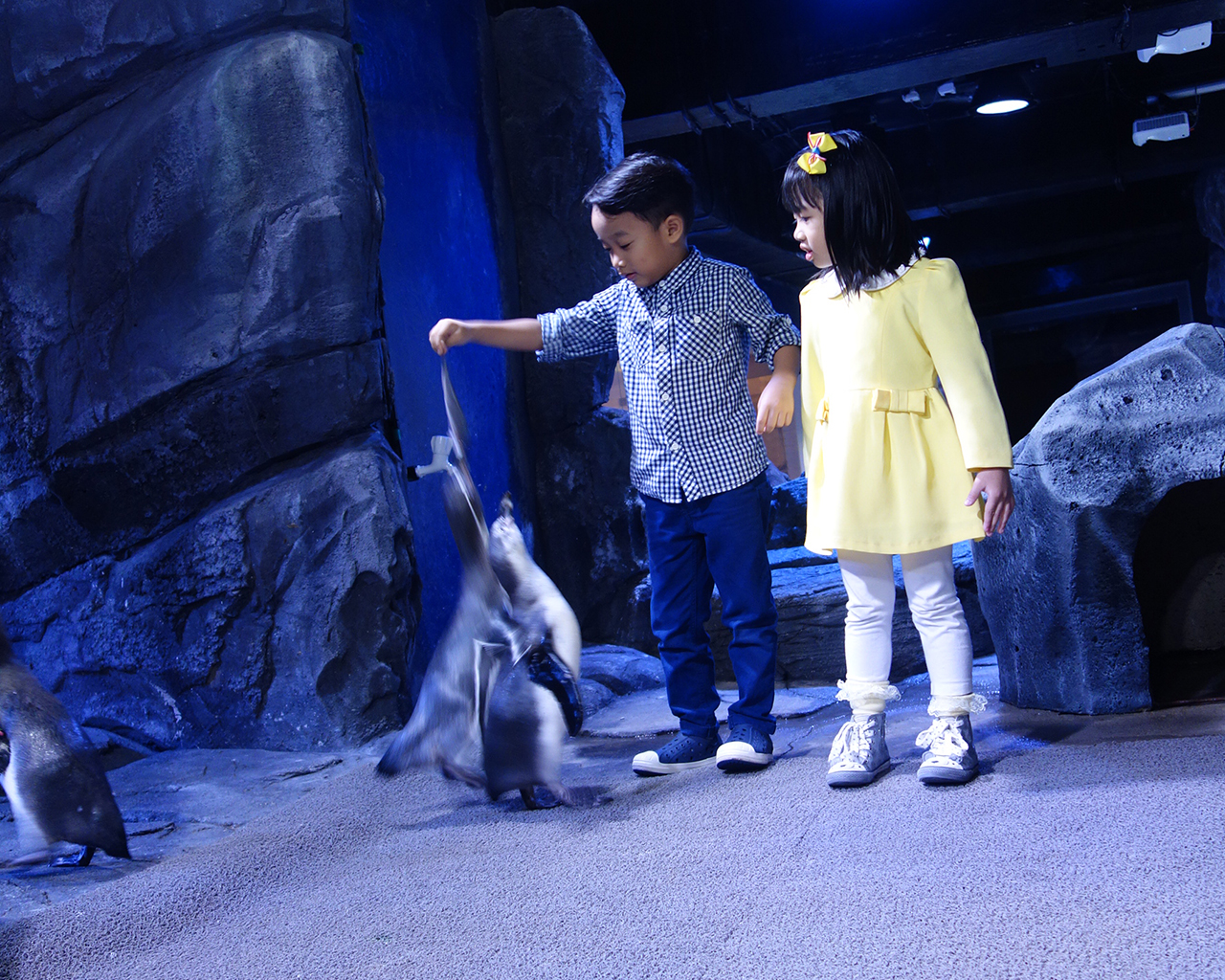 Pingoo Restaurant | Asia Dreams